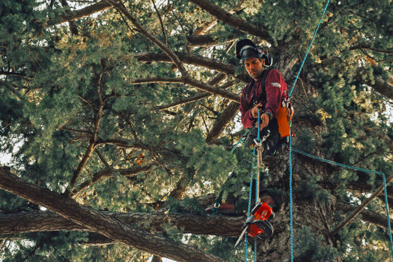 Tree Pruning Cost: A Complete Guide for Homeowners